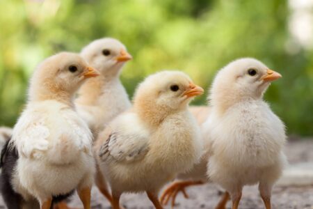 Raising Your First Chicks – Mother Earth News